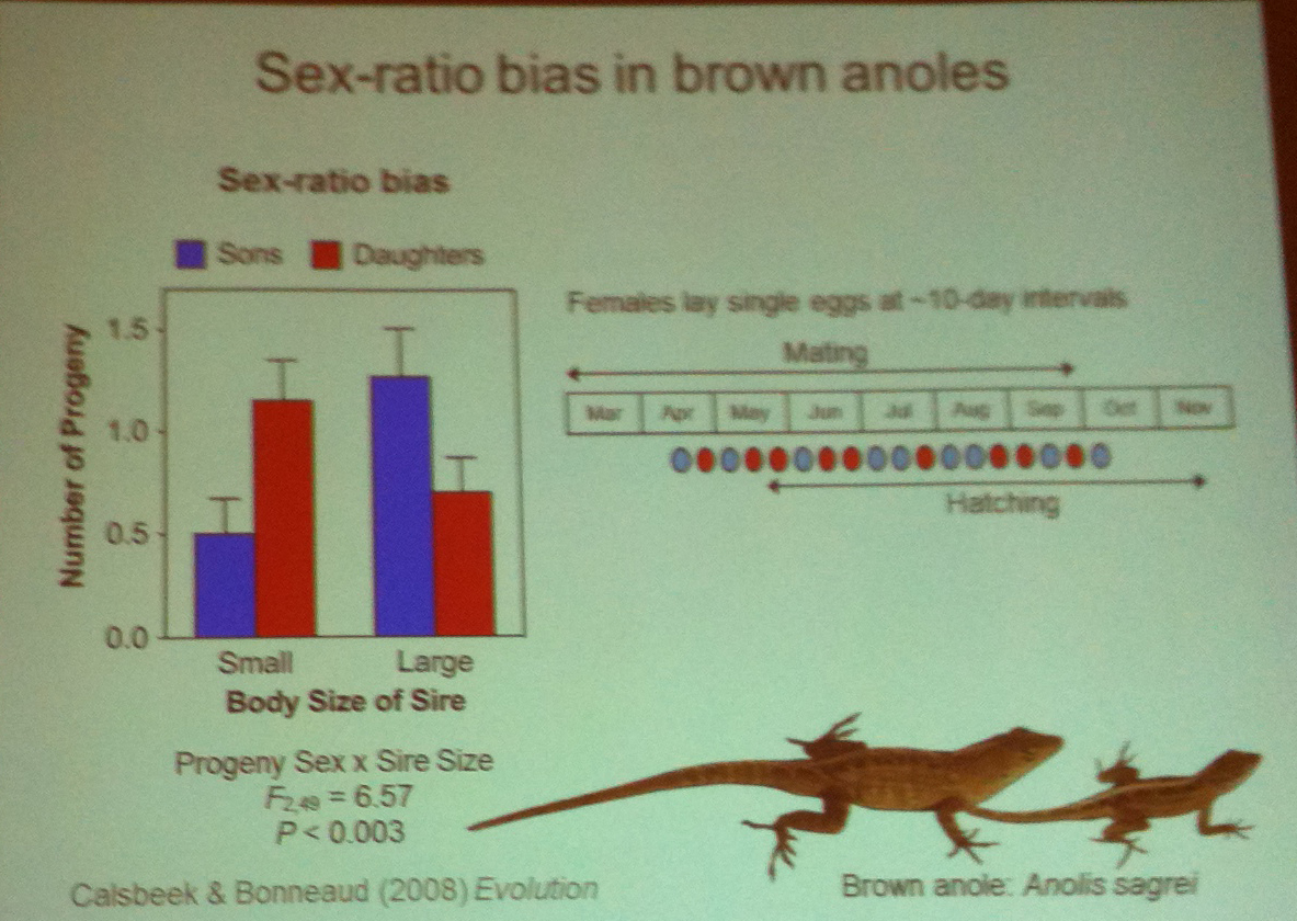 Evolution Meetings 2011 Adaptive Significance Of Sex Ratio Anole Annals