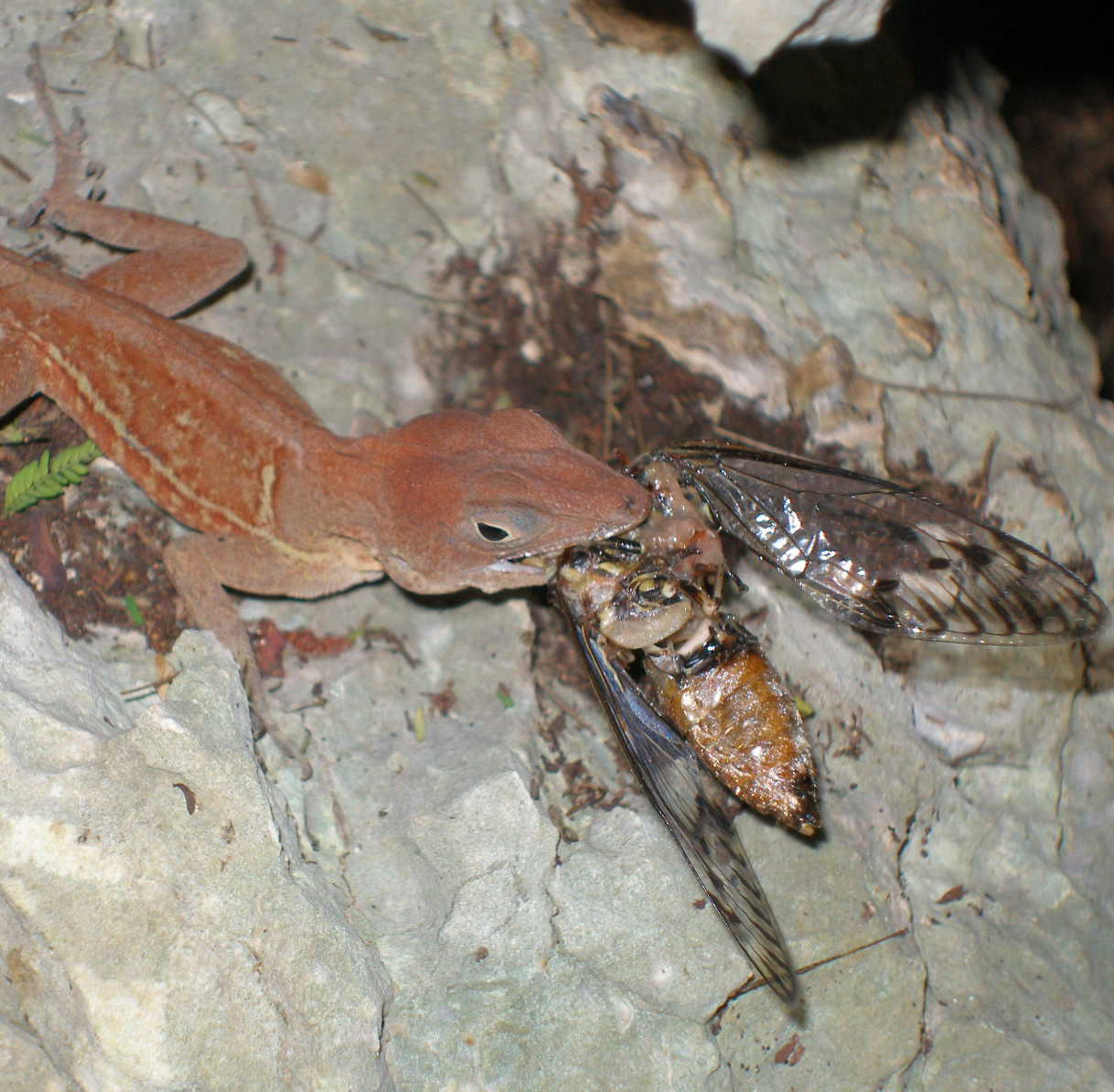 Green Anoles Eats Moth Larger Than Its Head | Anole Annals
