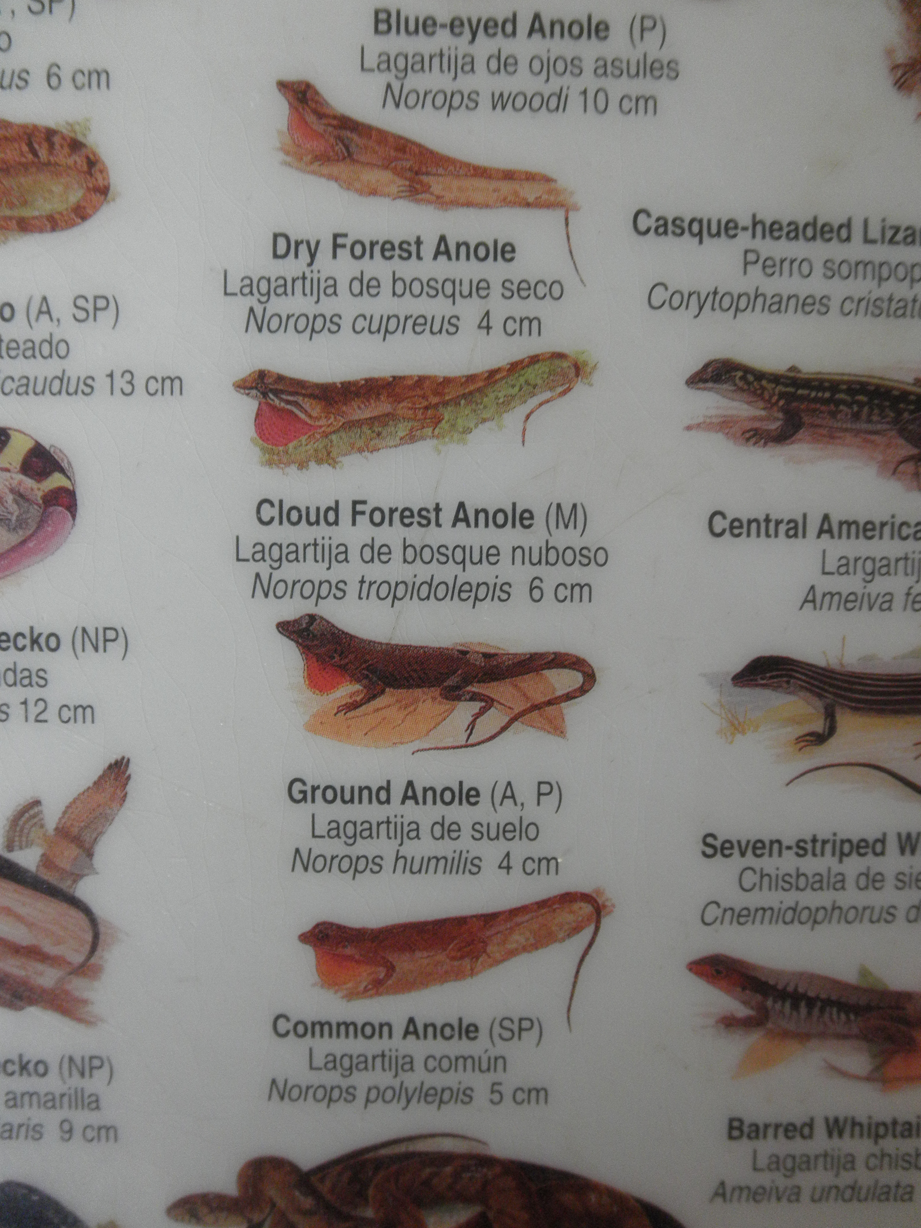 Norops’ last stand? – Anole Annals