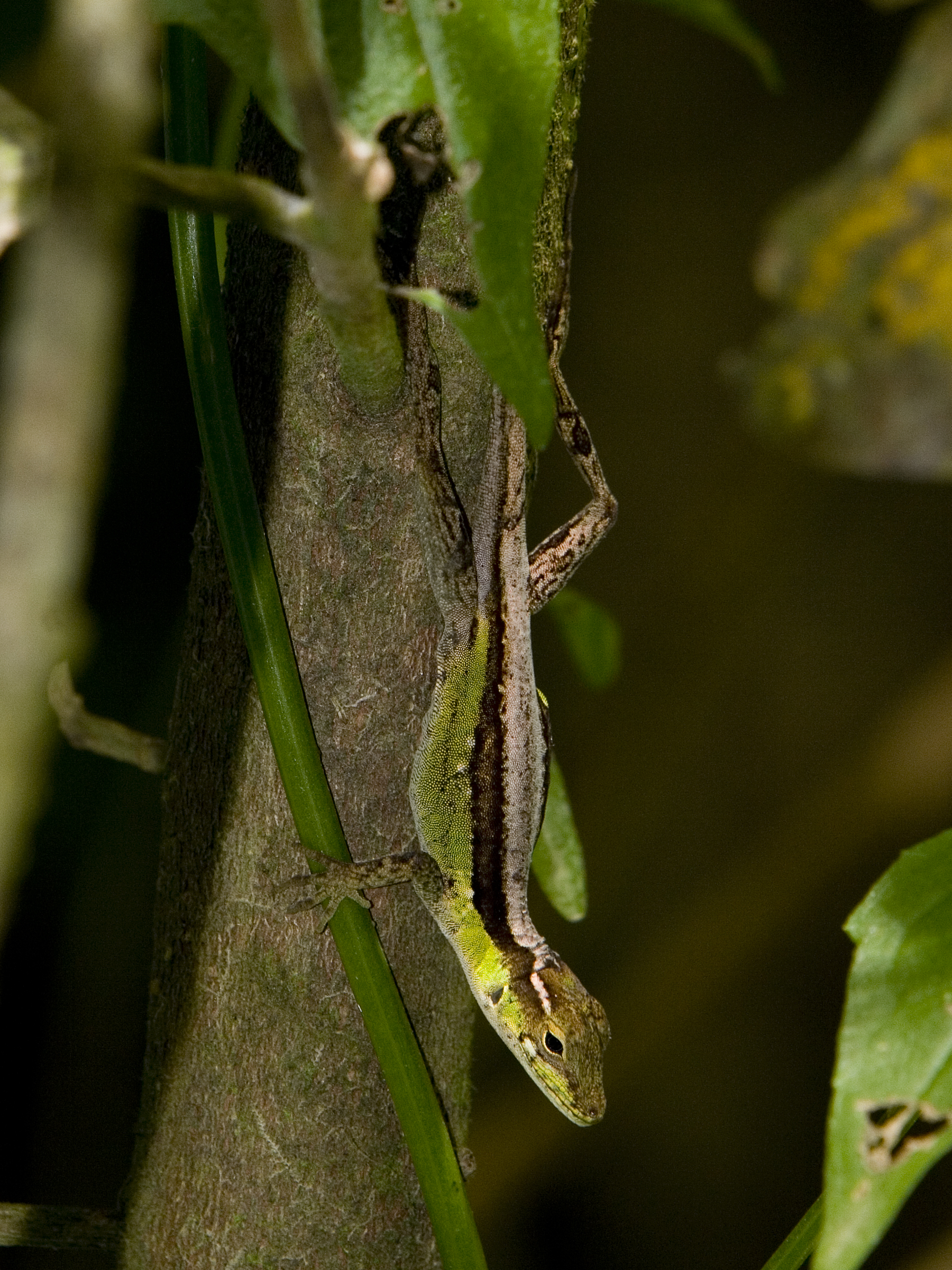 An Anole By Any Other Name? – Anole Annals