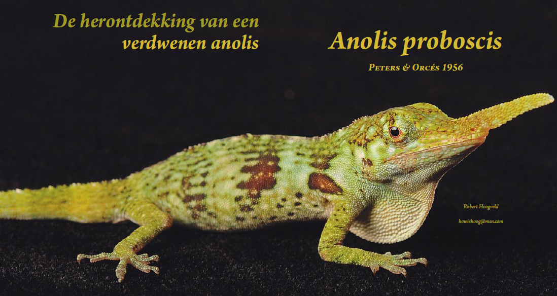 New Sightings of Horned Anole – Anole Annals