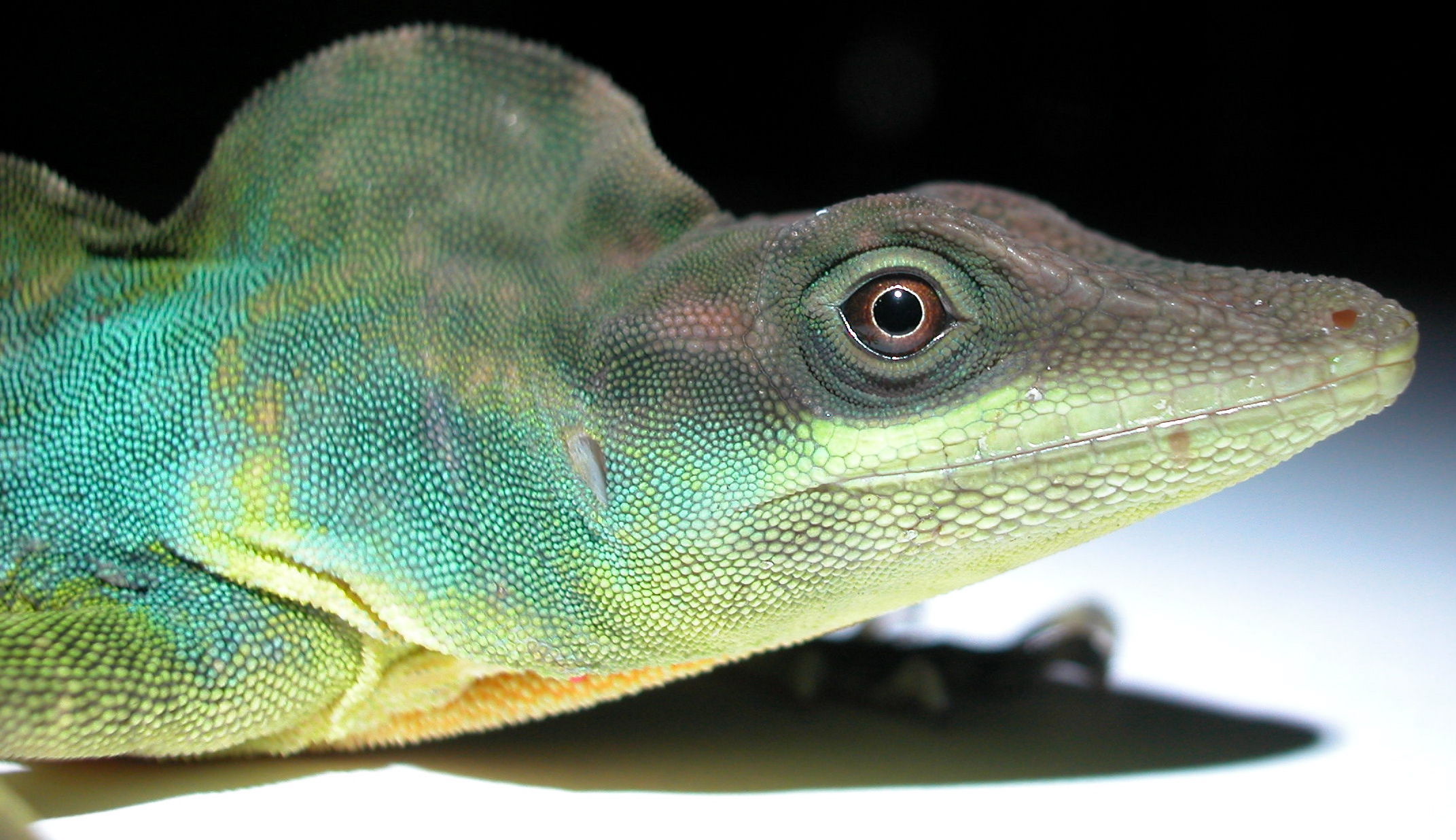 Yet More Coverage of Anoles in Evolution – Colonization and ...