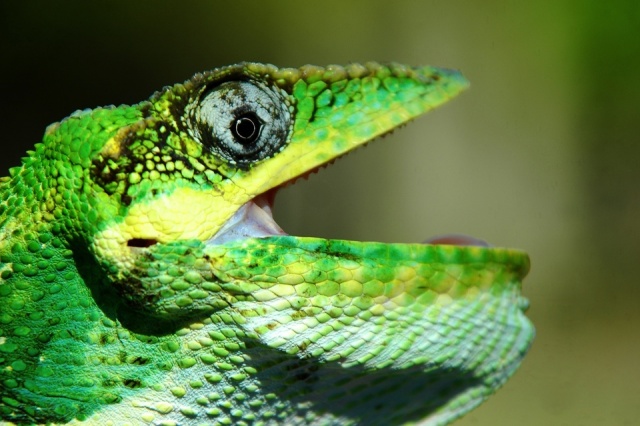 Anoles in the Blogosphere – Anole Annals