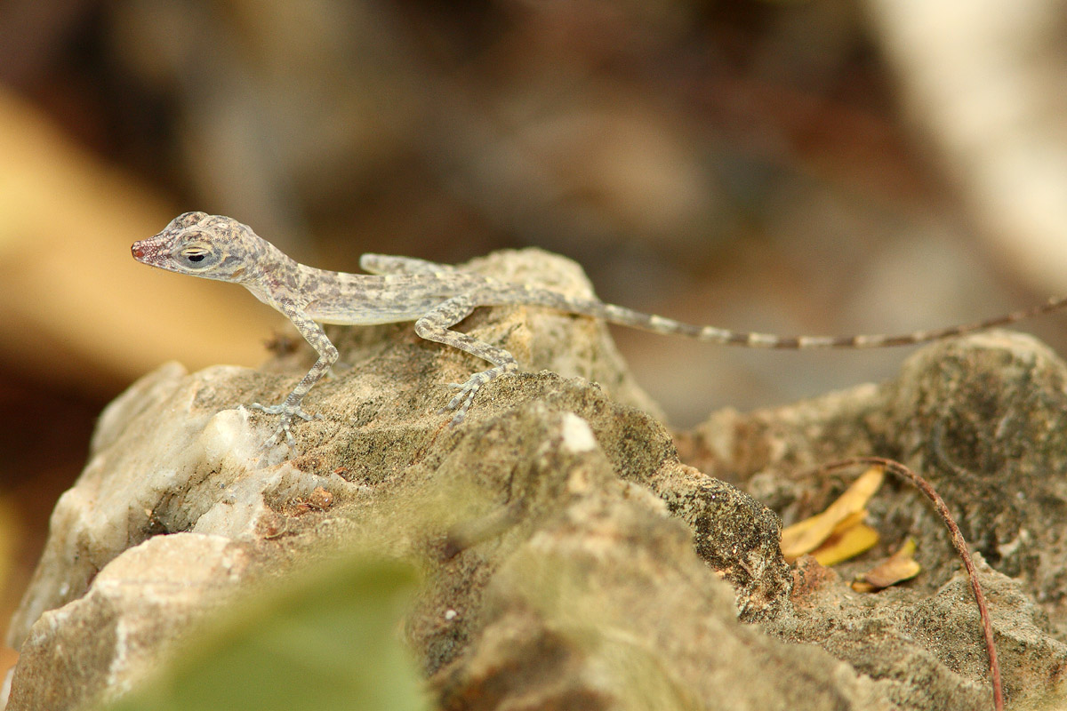 An Anole That Sees With Its Eyes Closed – Anole Annals