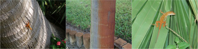 Orange sagrei – Anole Annals