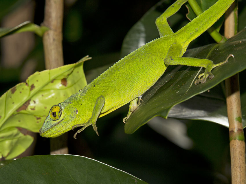 Anolis Cuvieri On The Prowl – Anole Annals