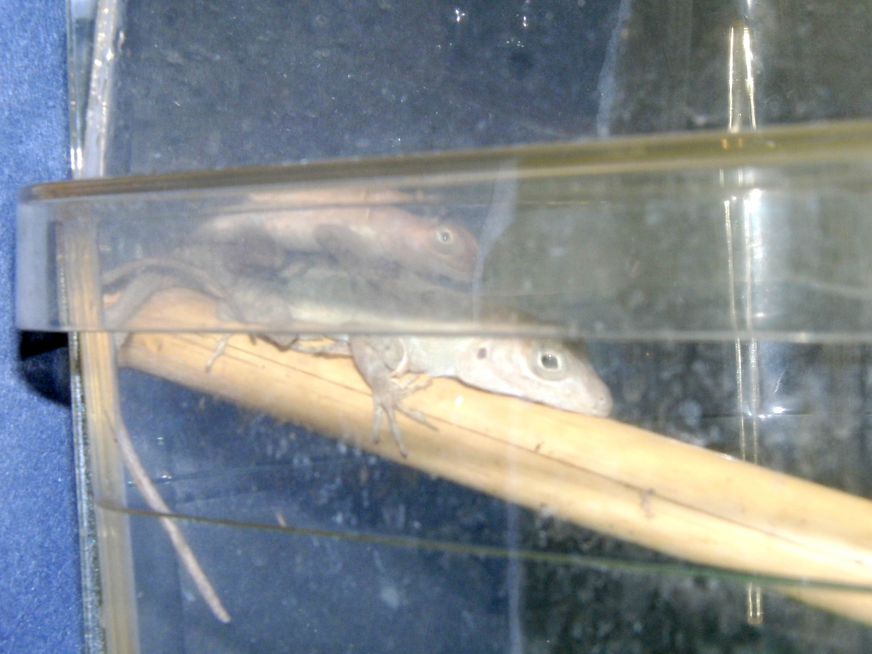 Odd Behavior in Captive Anoles – Notes from an Anolis cybotes breeding ...