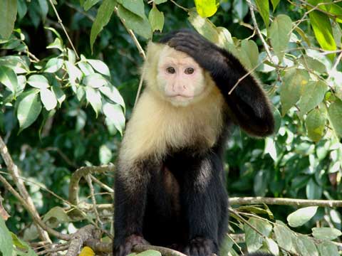 Monkey Eats Polychrus – Anole Annals