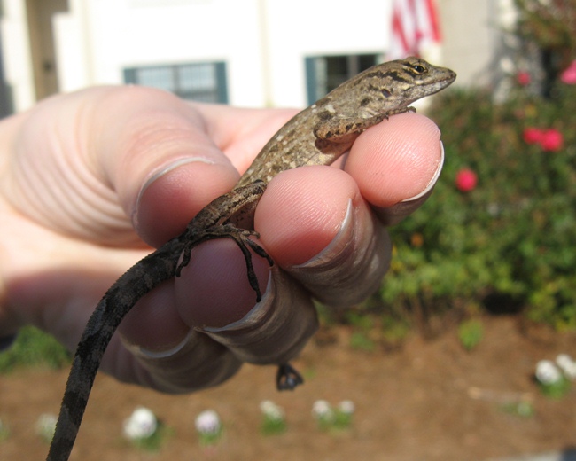 Another Anolis Sagrei Sighting in Savannah, Georgia – Anole Annals