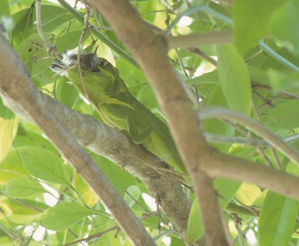 Knight Anole Eating a Bird! – Anole Annals
