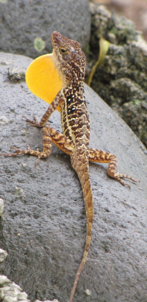 Colour Variation in Lesser Antillean Anoles – Anole Annals