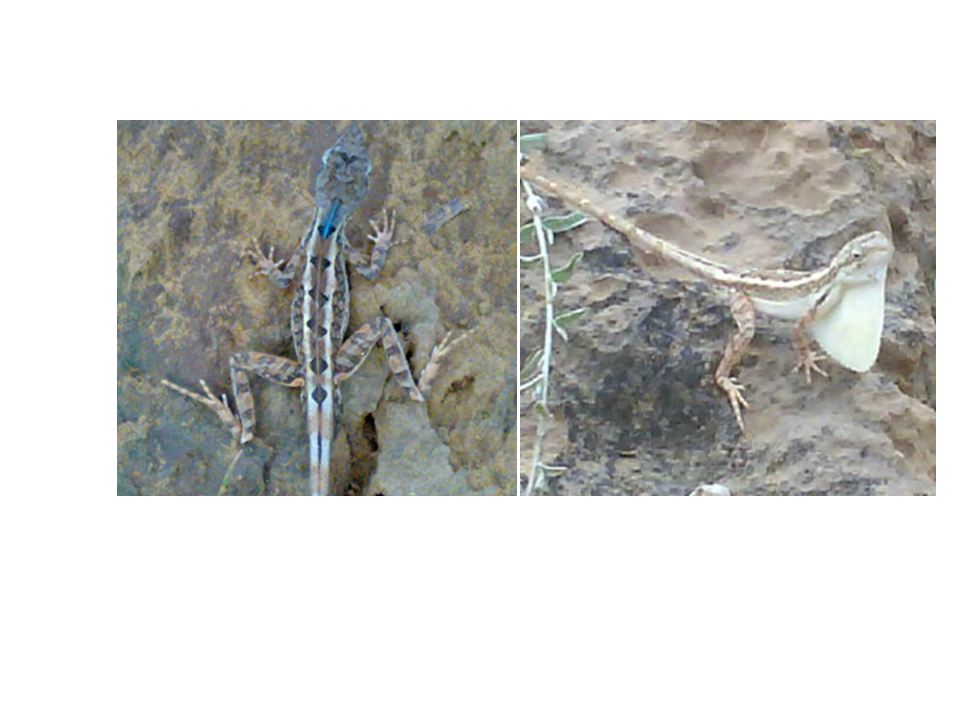 Mystery Lizard: It’s Sitana! – Anole Annals