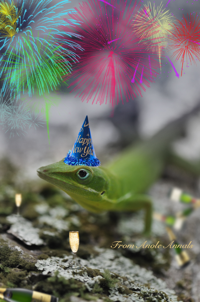 Happy New Years! – Anole Annals