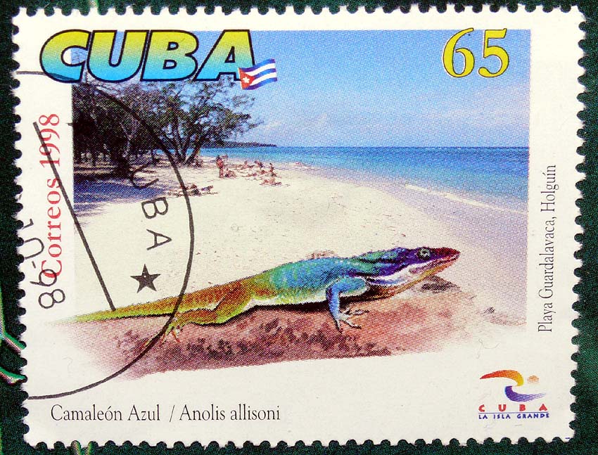 A_allisoni stamp 2 – Anole Annals