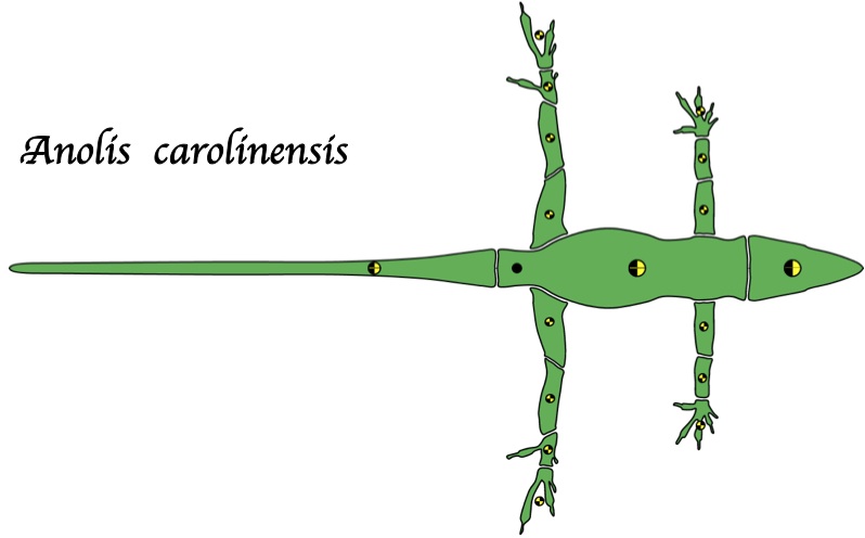 Full Morphometric Database in Anolis sagrei and Anolis Carolinensis ...