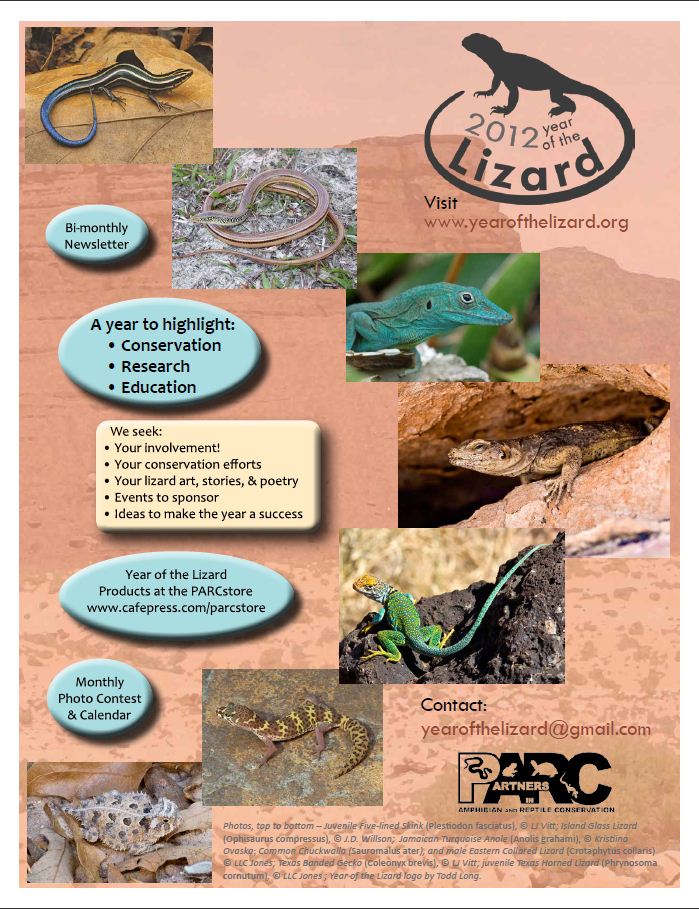 Year Of The Lizard Poster Features Beautiful Anolis Grahami – Anole Annals
