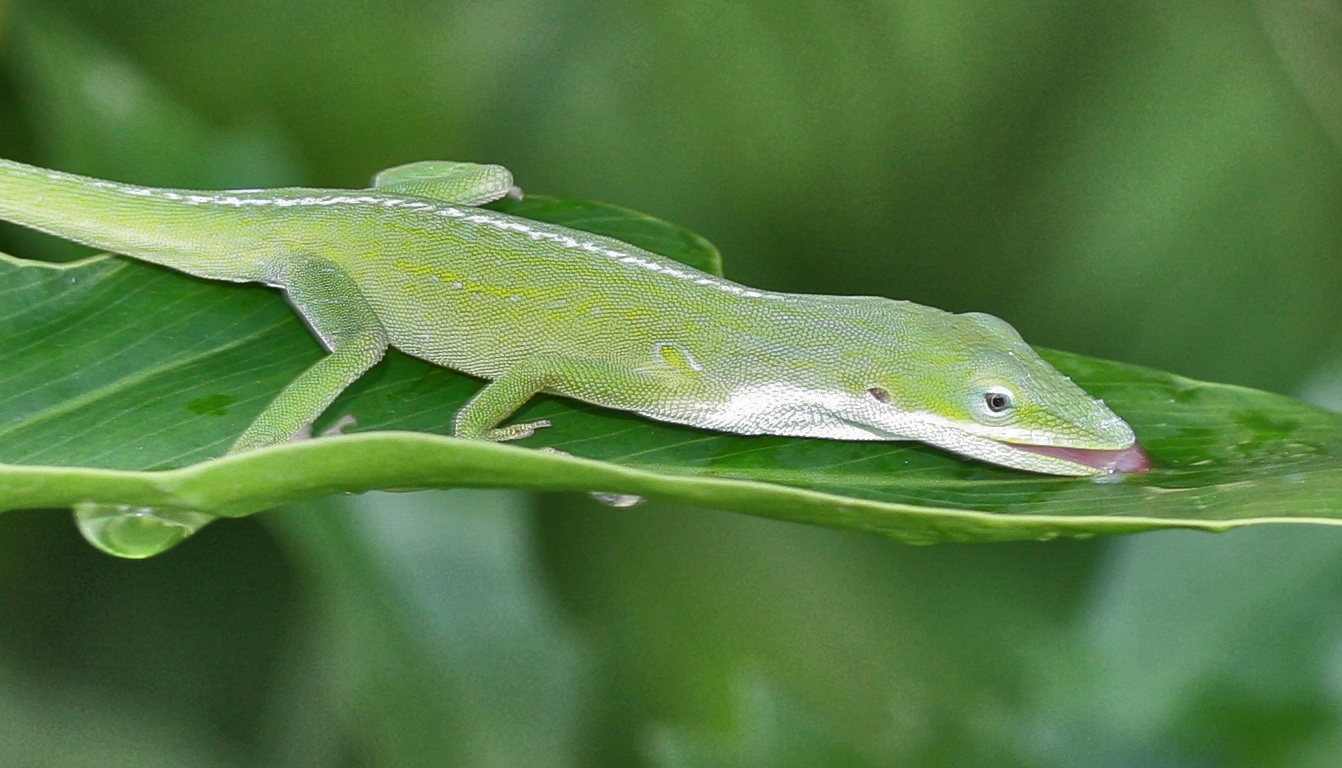 DrinkingRainDrops – Anole Annals