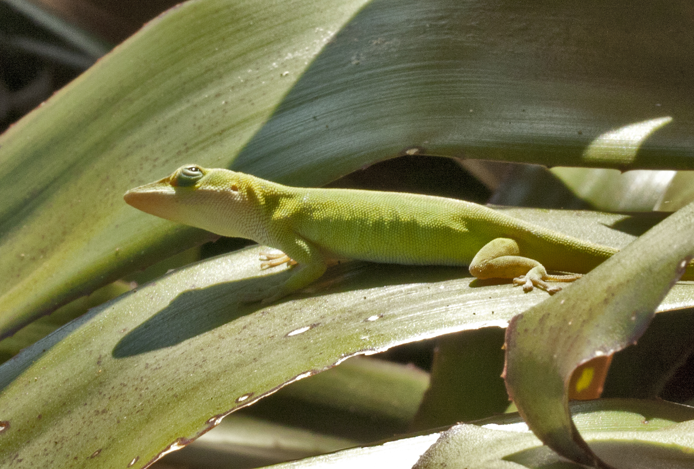 GrnAnole_Eye_Roll_4909 – Anole Annals