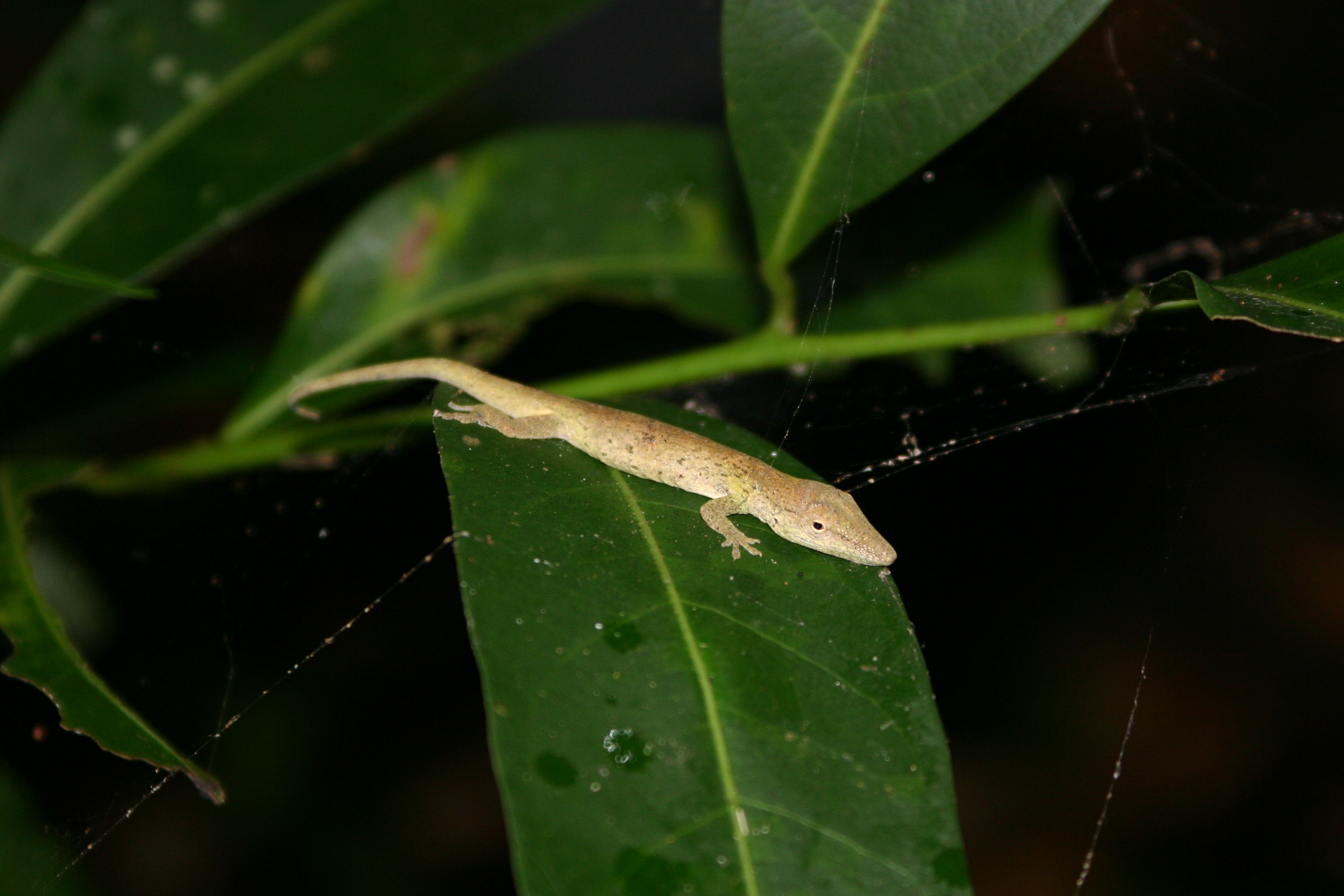 Rare(ish) Puerto Rican Anoles – Anole Annals