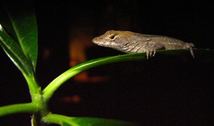 The Great Anole Photo That Got Away – Anole Annals
