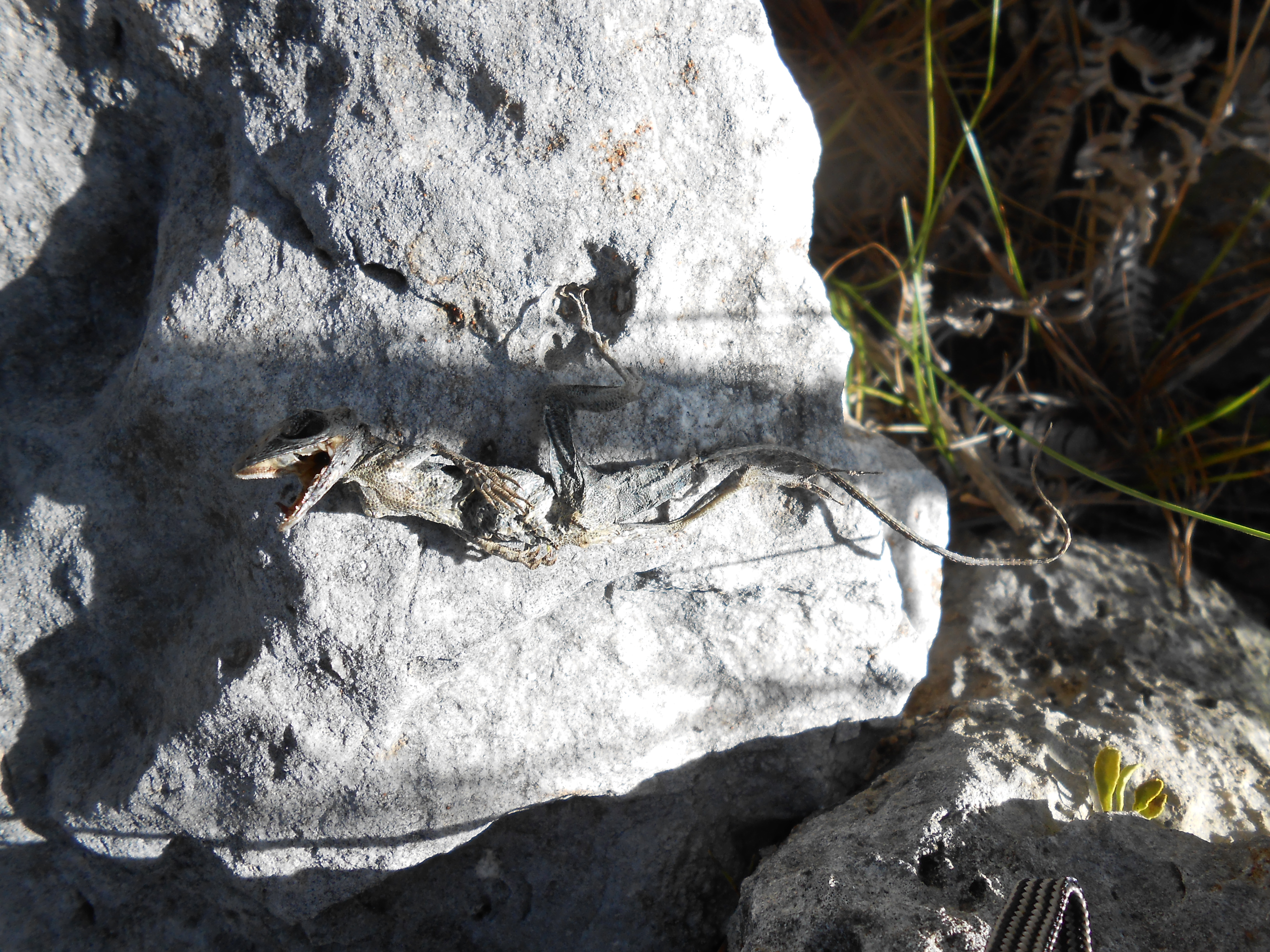 Lizards Can’t Take The Heat – But Can They Take The Cold? | Science and ...