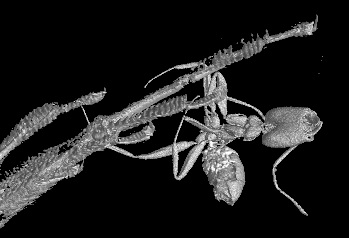 Anolis Electrum: The Amber Anole From Mexico – Anole Annals