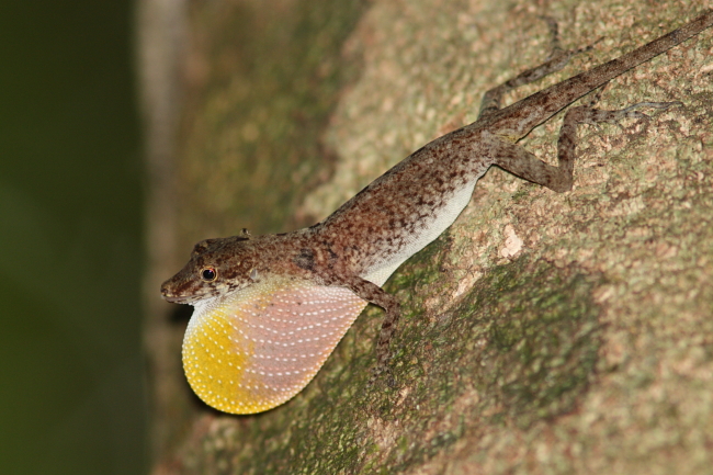 Anolis fuscoauratus (Slender anole)