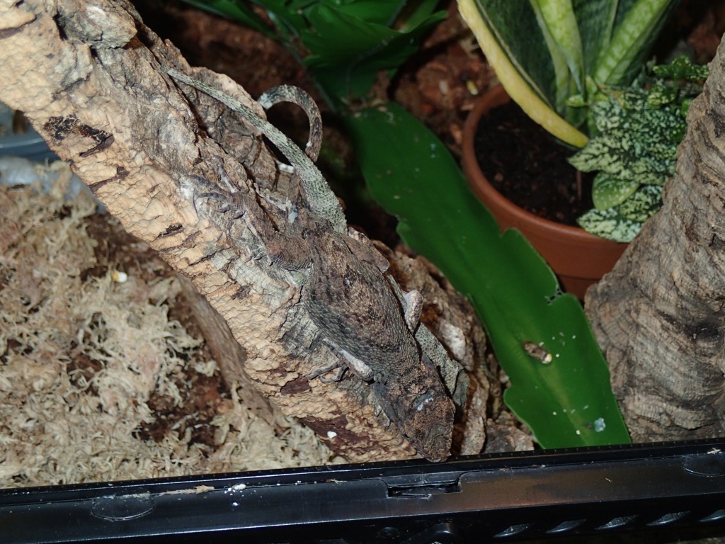 Anolis Barbatus Mating! – Anole Annals