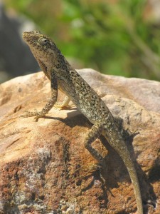 Thermal Ecology and Activity Pattern of the Lizard Anolis onca ...