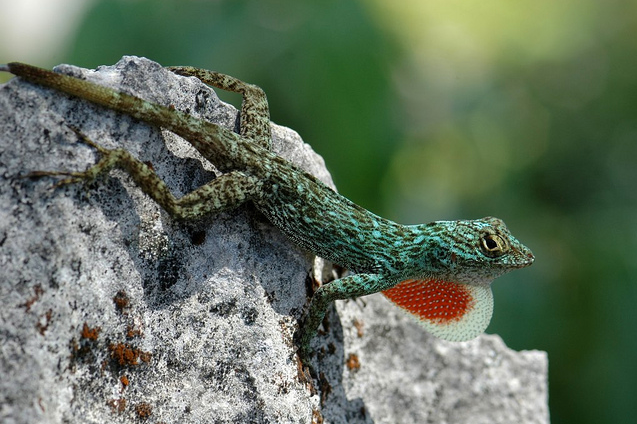 #DidYouAnole – Anolis distichus – Anole Annals