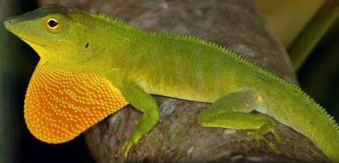 A garmani – Anole Annals