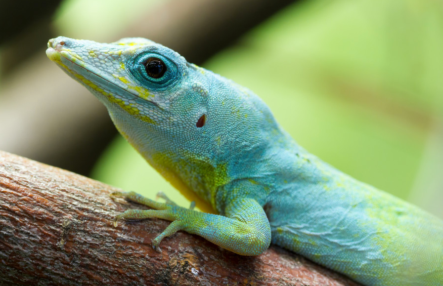 Fill In The Blank Obscure Anole Life History Traits Anole Annals 7917