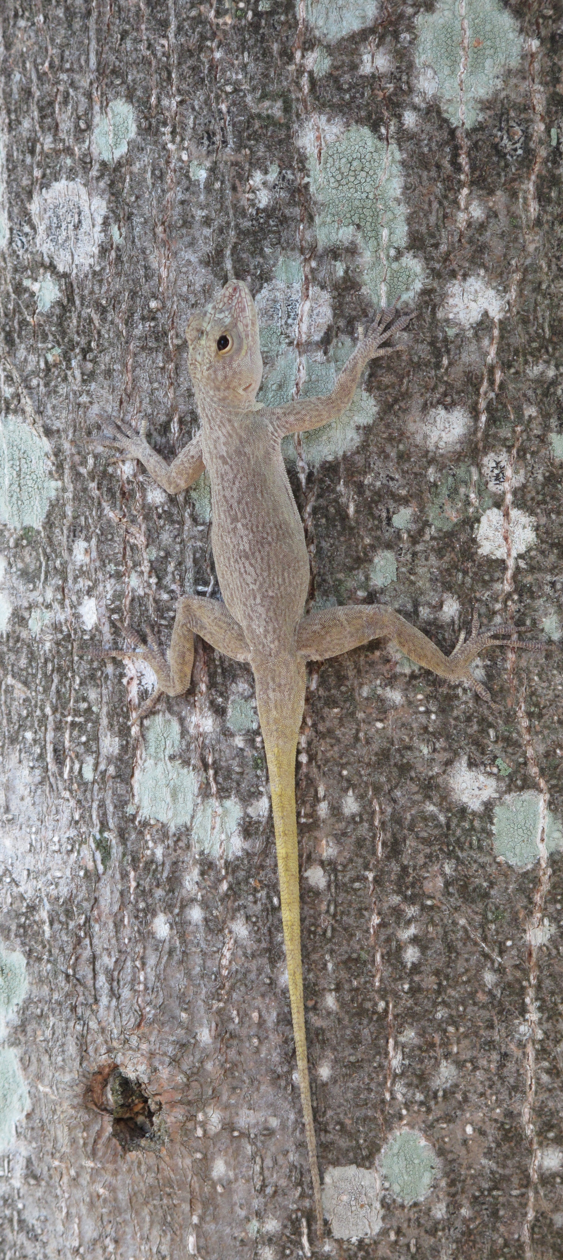 Anoles Link Spatially Distinct Terrestrial Food Webs – Part 1 Of 2 ...