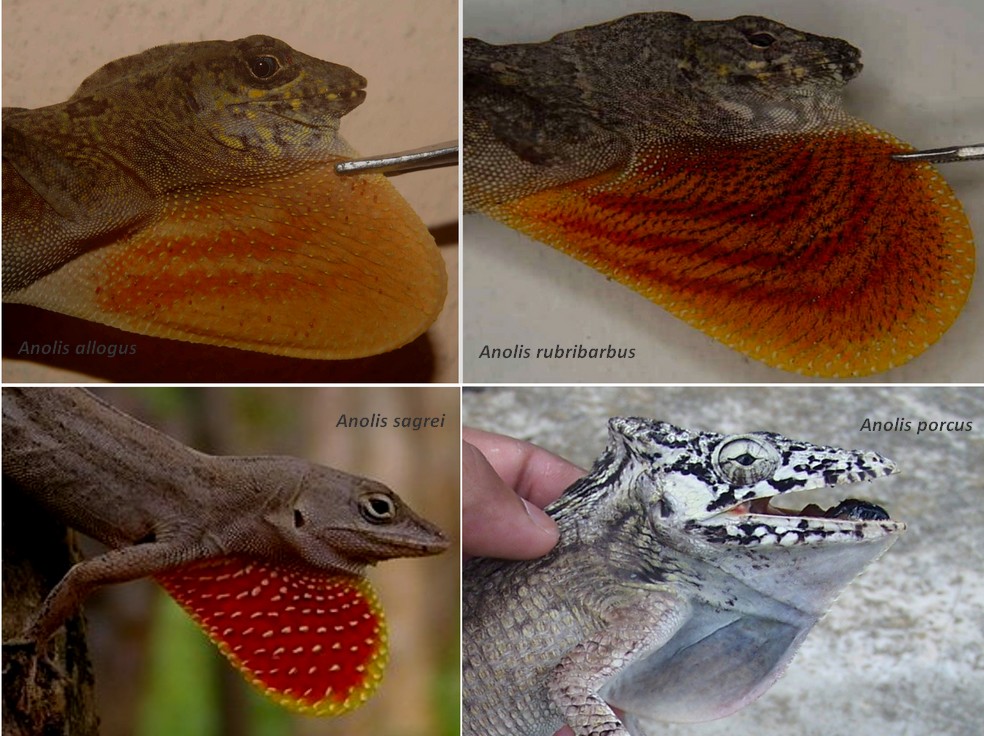 Research Anoles On Eastern Cuba – Anole Annals