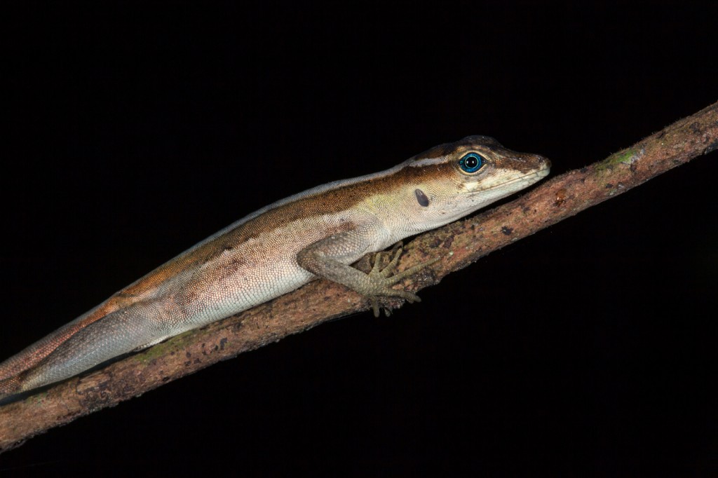 More On Blue-Eyed Anoles – Anole Annals