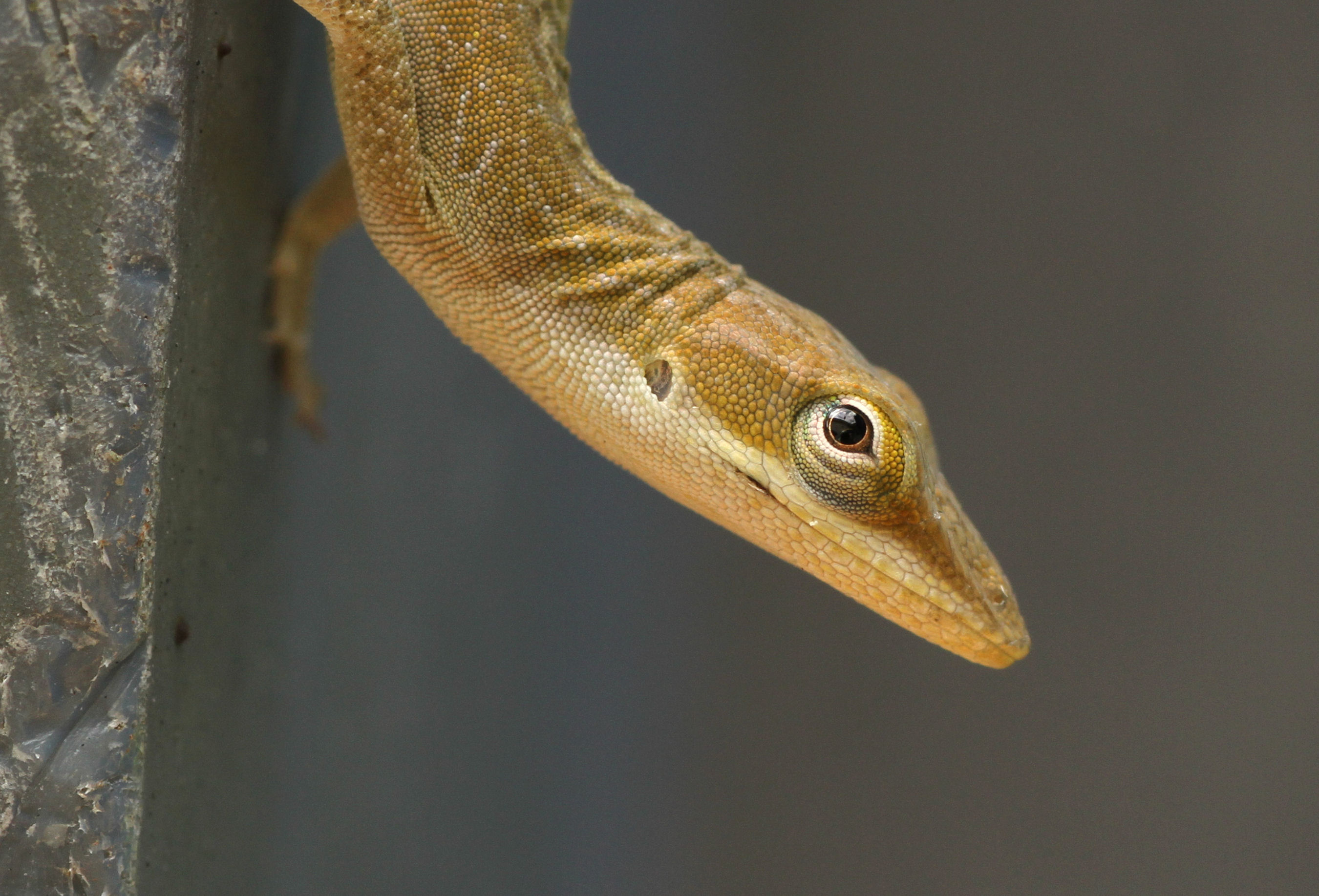 Cusick_FL_carolinensis_1 – Anole Annals