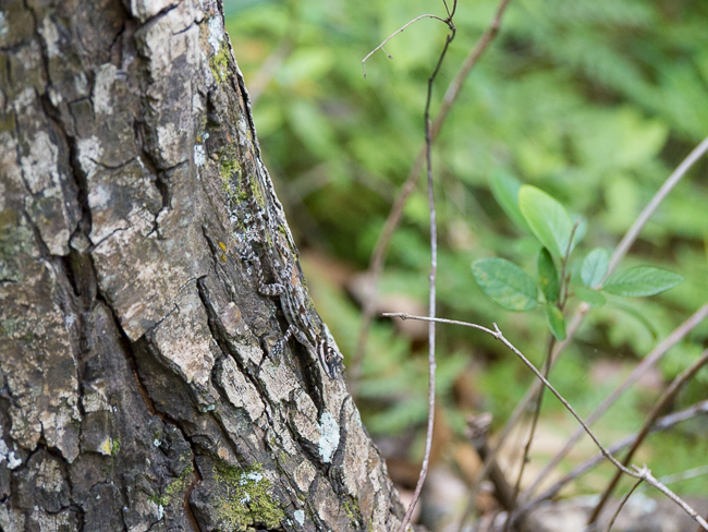 Spotlight on Cuban Anoles, Part II: Anolis lucius | Science and ...