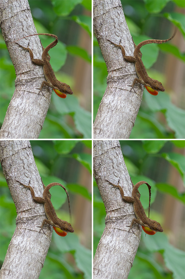 Dewlap Plus Tail-wagging in Anolis cristatellus wileyae – Anole Annals