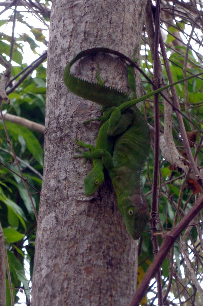 Hemipenis Switching in Anolis garmani – Anole Annals