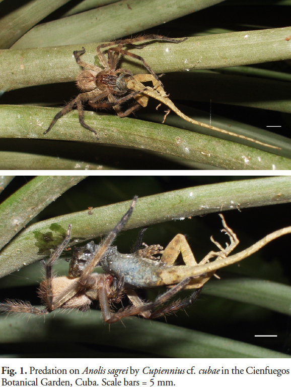 Cuban Spider Chows on Brown Anole – Anole Annals