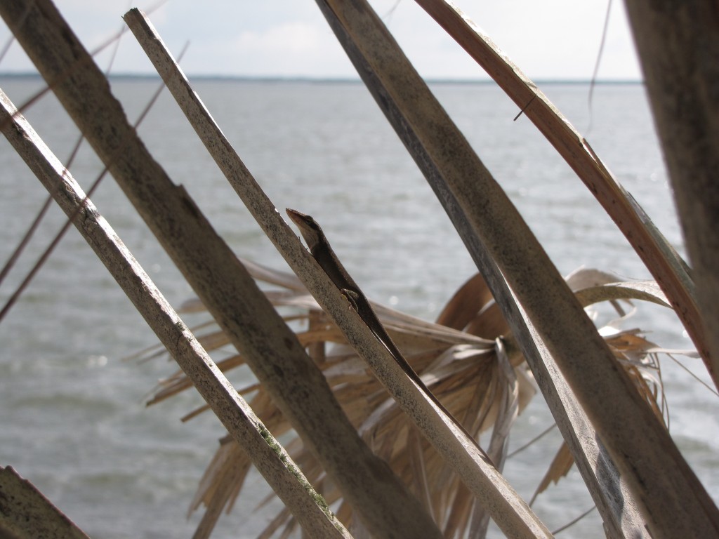Rapid Evolution In Anolis Carolinensis Following The Invasion Of Anolis Sagrei Anole Annals