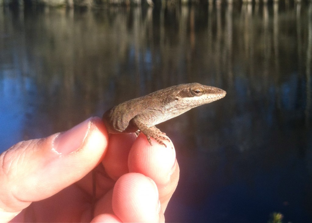 Winter Activity in North Carolina Green Anoles – Anole Annals