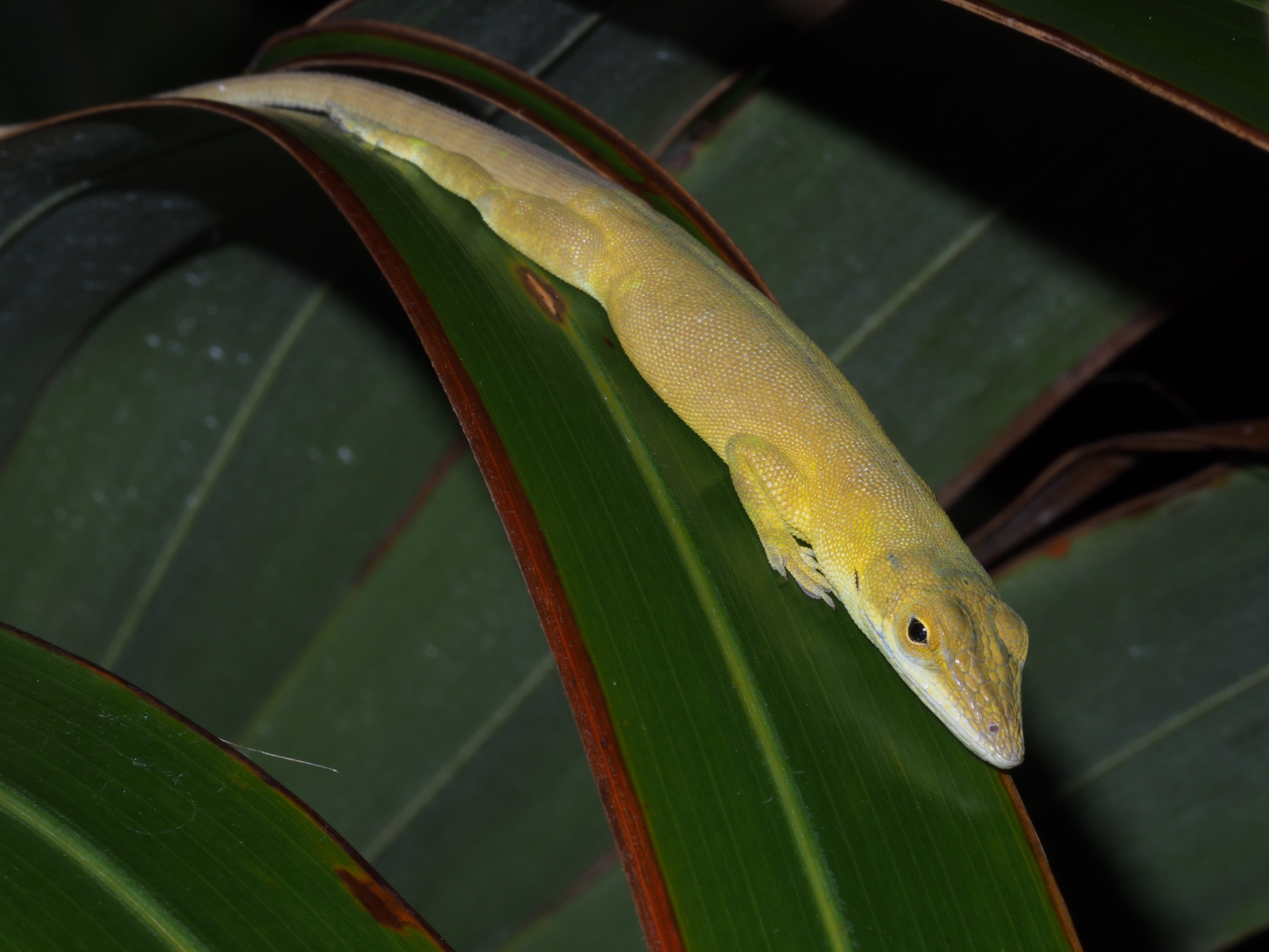 Field Trip Recap: Herps of Bimini, The Bahamas – Anole Annals