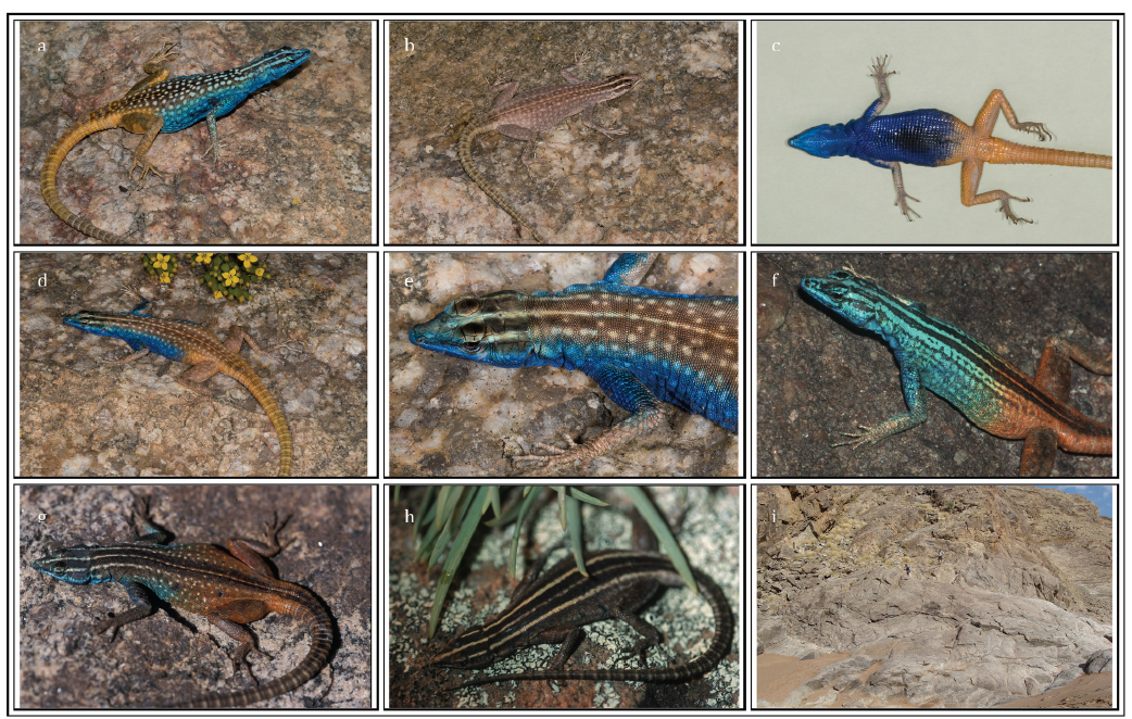 Sexual Dimorphism in Asian Big-Nosed Lizards and a New Lizard Species ...