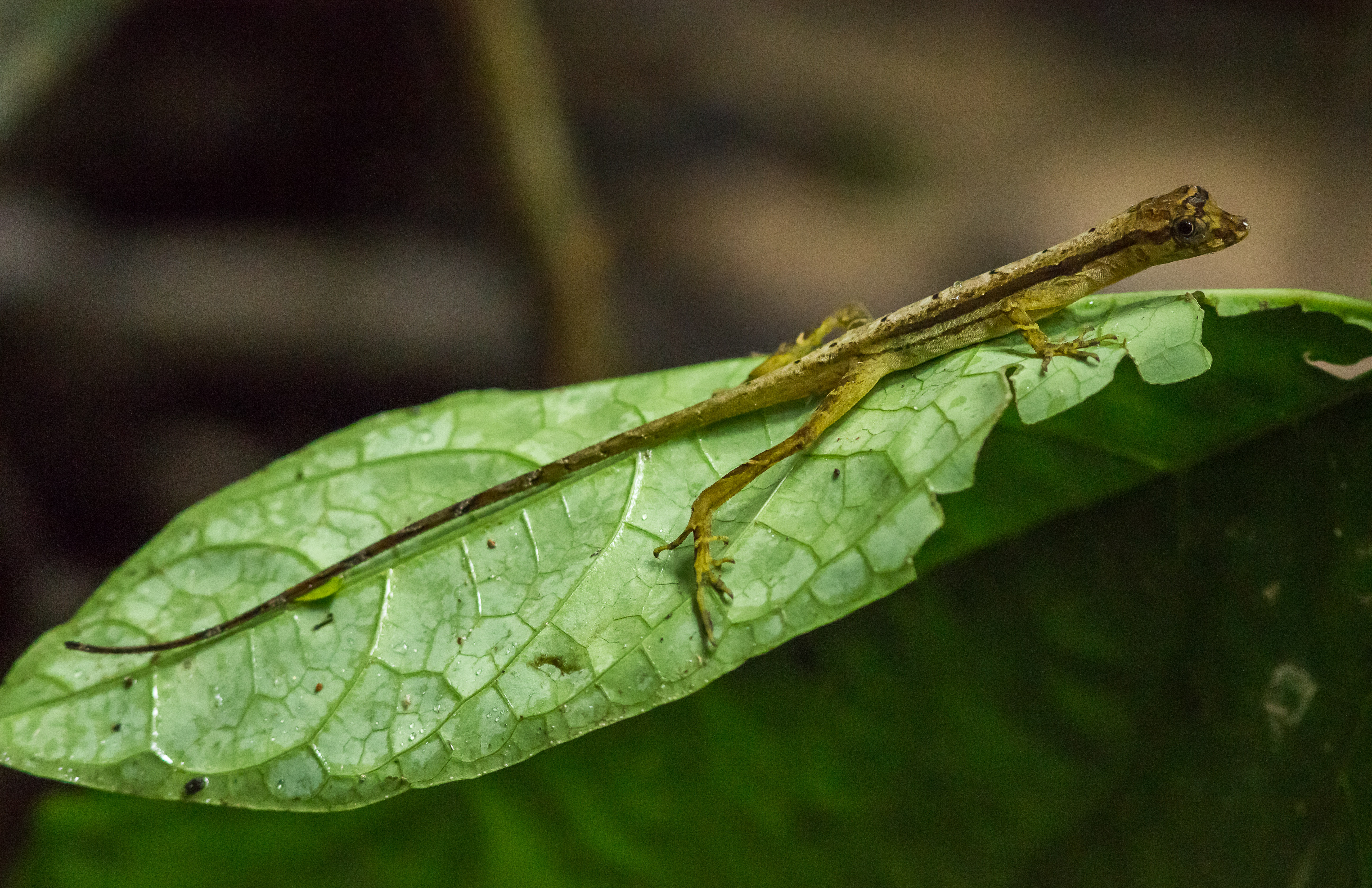 trachyderma – Anole Annals