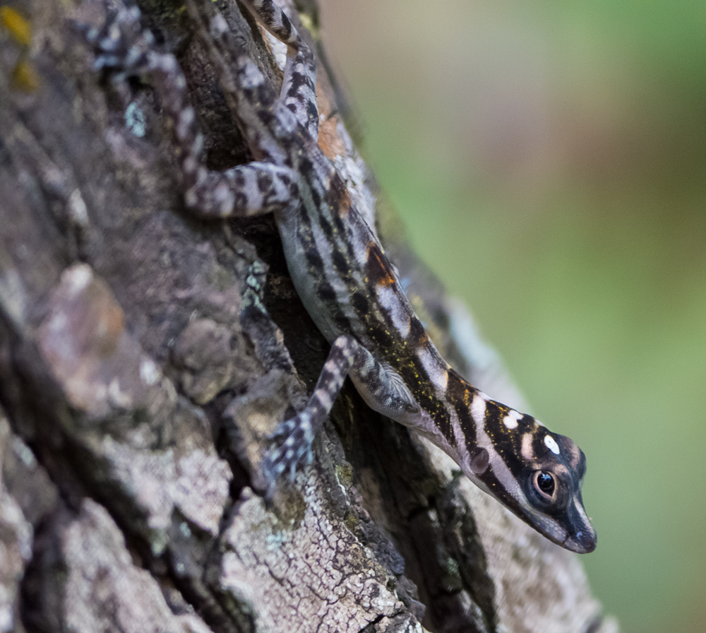 lucius – Anole Annals
