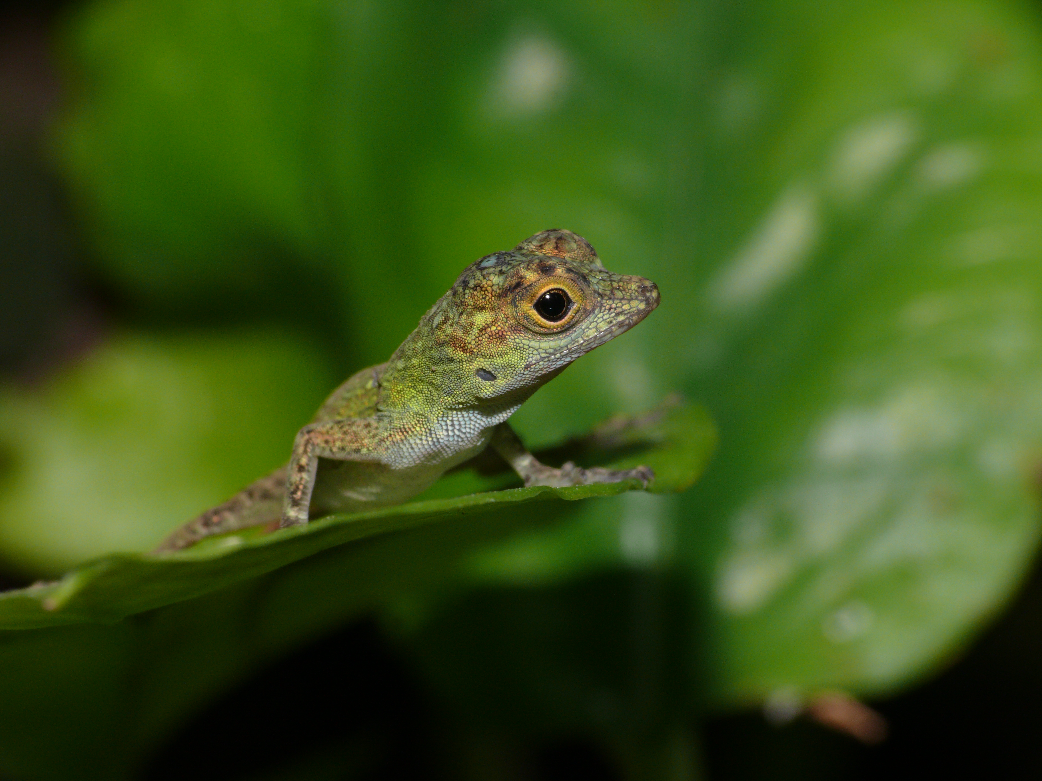 Thomas Acker A_distichus_ignigularis_Hispaniola – Anole Annals