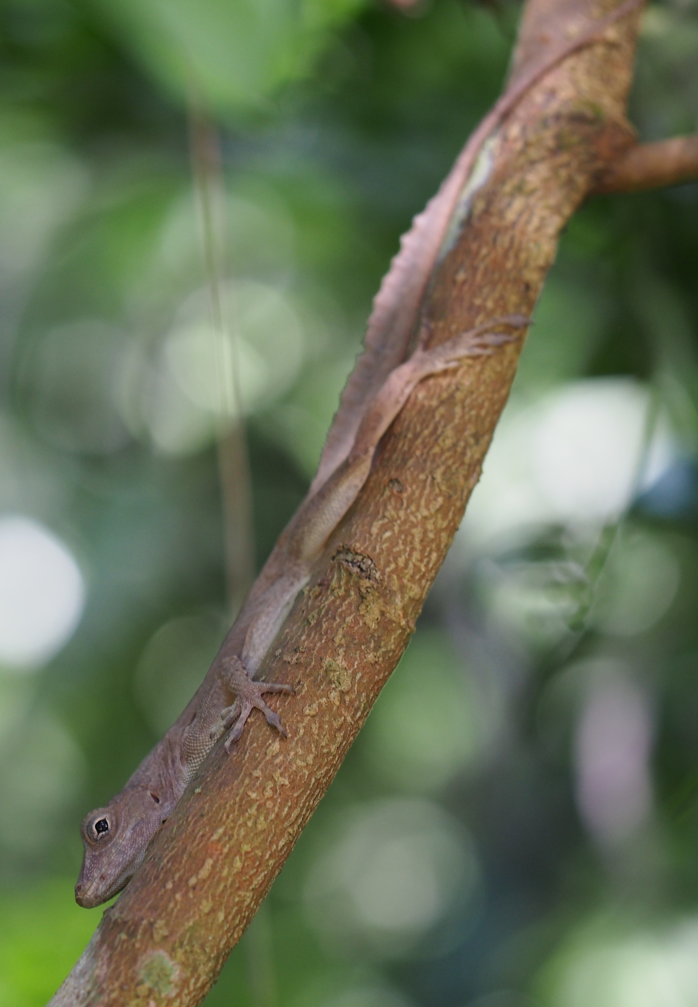Anole Annals
