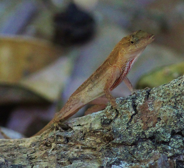 Anole March Madness: Sweet 16 Round Complete! – Anole Annals