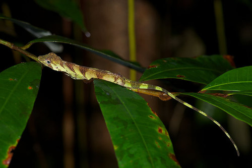 transversalis – Anole Annals